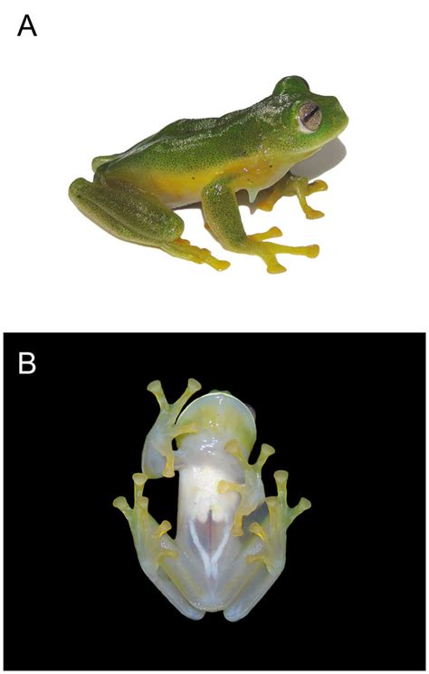 New Glass Frog Species Discovered And Described Reptiles Magazine