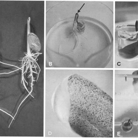 A E Illustration Of The Seedling Preparation Cutting And Sieve Tube Download Scientific