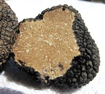 Ascomycota Truffles