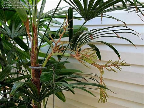 Rhapis Multifida Palmpedia Palm Growers Guide