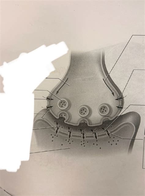 Action Potential Diagram Quizlet