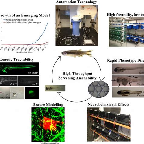 Pdf Zebrafish A Marvel Of High Throughput Biology For 21st Century