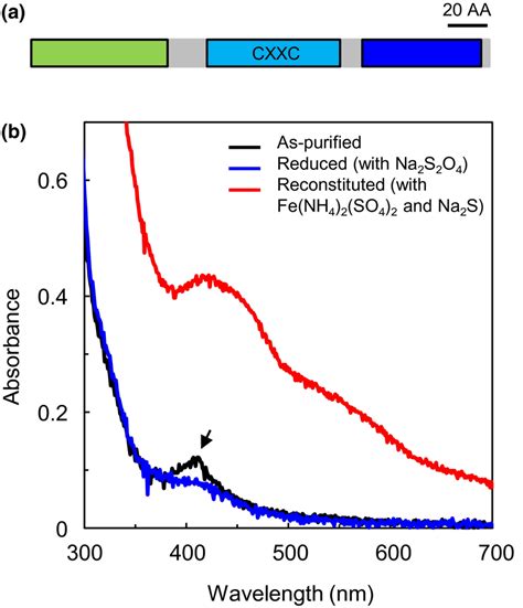 Spectroscopic And Reconstitution Assays Of The Recombinant Nfu1