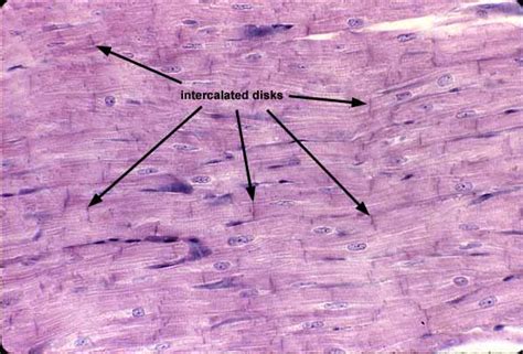 Cardiac Muscle Tissue Intercalated Discs