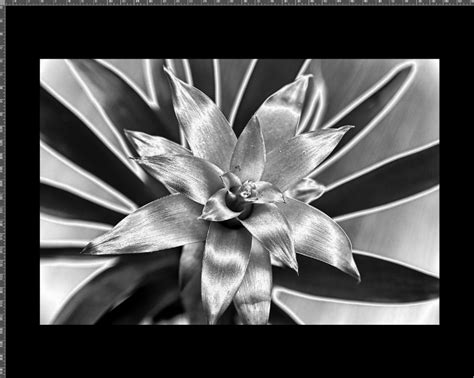 Experimental Techniques In Photography Digital Solarisation