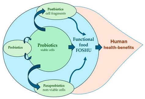 probiotics and paraprobiotics—new proposal for functional food