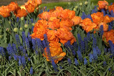 773393 4k 5k Camomiles Delphinium Heart Rare Gallery Hd Wallpapers