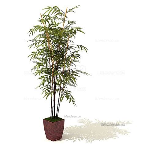 盆栽绿植 植物blender模型 Blender布的 011 Blender布的