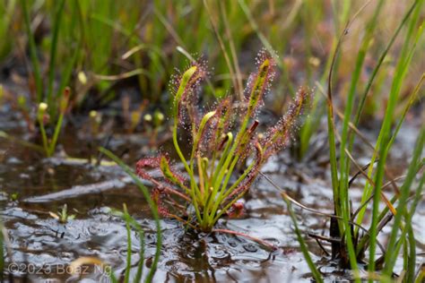 Drosera Capensis In The Wild Fierce Flora