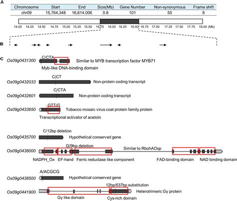 Frontiers Identification Of Multiple Grain Shape Related Loci In Rice