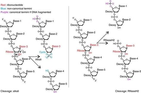 Ribonucleotide Alchetron The Free Social Encyclopedia