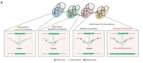 Topologically Associated Domai Image Eurekalert Science News Releases