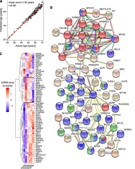 Predicting The Age Of Individuals From Muscle Gene Expression A Download Scientific Diagram