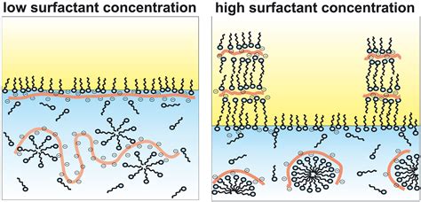 Surfactant‐mediated Formation Of Alginate Layers At The Water‐air Interface Degen 2019