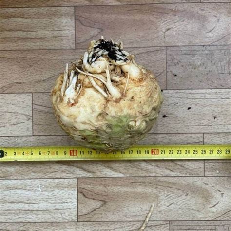 Вольт F1 семена сельдерея корневого (Lark Seeds) купить в интернет ...