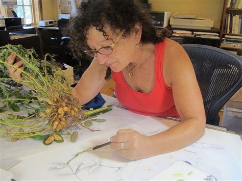 Botanical Drawing In Color A Basic Guide To Mastering Realistic Form