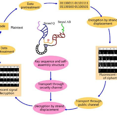 Workflow Of DNA Cryptography Download Scientific Diagram