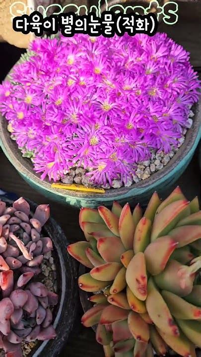 예쁜 다육이꽃별의눈물적화조용히 만개하다 Youtube