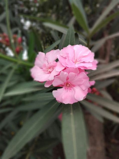 夹竹桃 高清图片，堆糖，美图壁纸兴趣社区