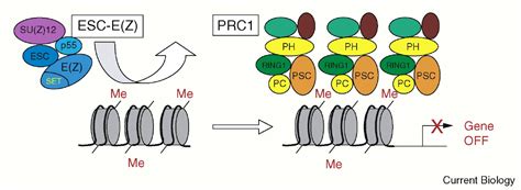Polycomb Group Proteins Current Biology