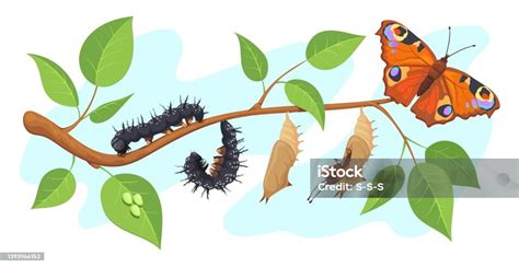 Lepidoptera 변태 나비 발달 과정 나무에 누에 고치 변환 생활주기 번데기 애벌레 나방 으르렁 거리는 번데기 군주 깔끔한