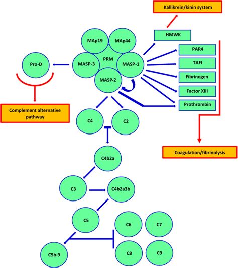 [pdf] Components Of The Lectin Pathway Of Complement In Solid Tumour
