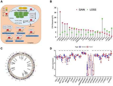 M6a Regulator Mediated Methylation Modification Patterns And Tumor Immune Microenvironment In