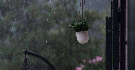 개화 건축 경치 고요함 교수형 의자 그네 의자 기후 꼬르 스 꽃 날씨 녹지 도시 성격 뒤뜰 레인 샤워 매달린 식물 물 비 비 내리는 비 방울