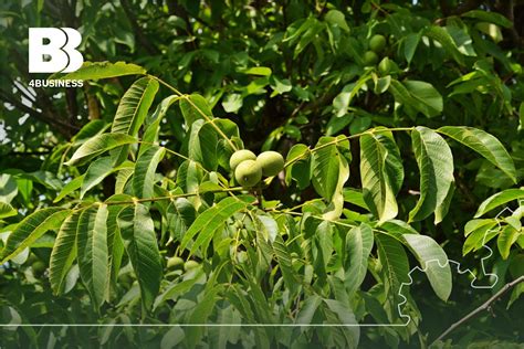 ბაზისბანკის ინვესტიციით ყვარელში კაკლის ბაღები გაშენდა Bpn