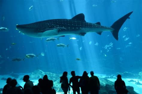 Diving With Whale Sharks In The Georgia Aquarium