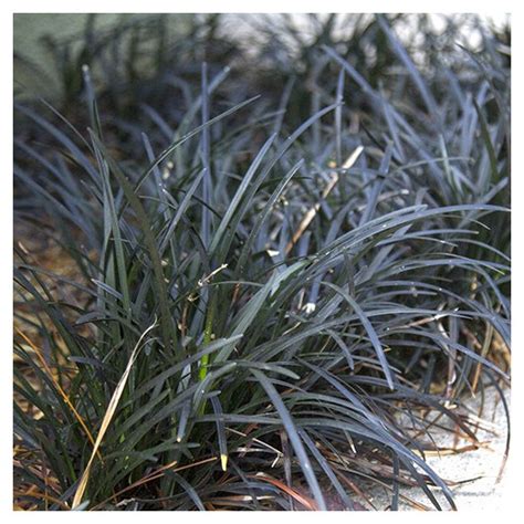 Why Is My Black Mondo Grass Dying At Brenda Rasheed Blog