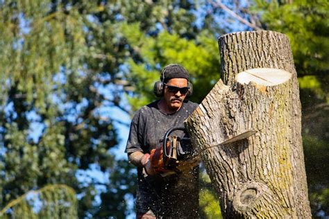 Need Need Tree Removal Near Me TreeCareHQ Com