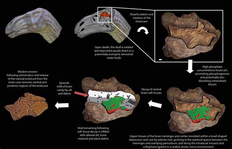 This Misshapen Pebble Is Actually The First Dinosaur Brain Fossil Ever