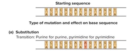 Mutation Flashcards Quizlet
