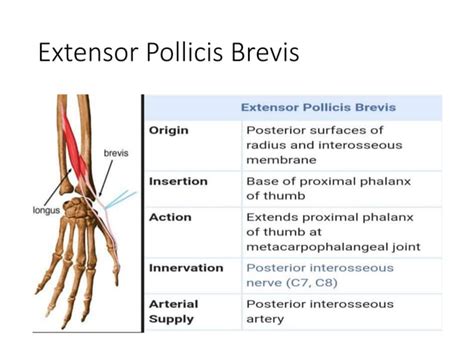 Extensor Compartment Of The Hand Tesf Pptx