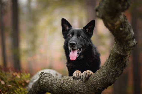 Black German Shepherd Dog Breed Complete Guide A Z Animals