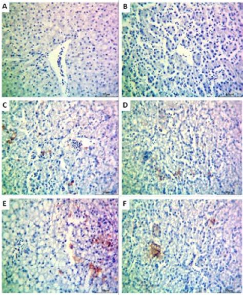 Figure 3 From Comparison Of Azithromycin Toxicity In Chickens And
