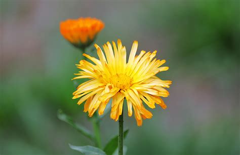 Boobsspostersexnoblurnobra Photos Download The Best Free Boobss