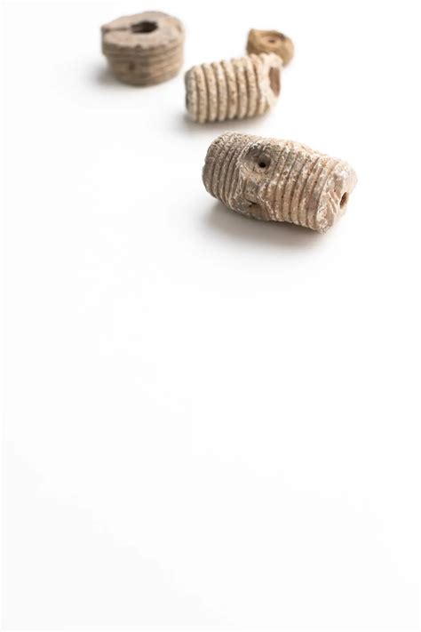 Crinoid Fossil The Space Store