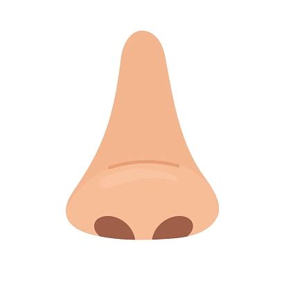 Nose Body Part Isolated On White Background Human Anatomy Element Stock