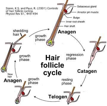 The Anatomy Of Your Hair The Crown Clinic Sydney