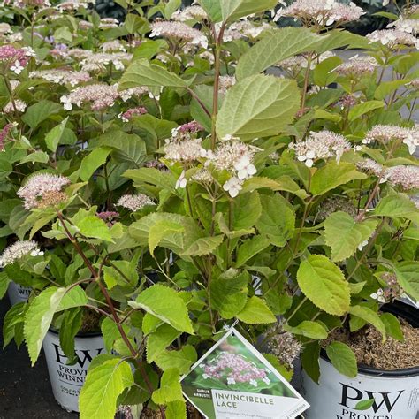 Hydrangea Invincibelle Lace Knippel Garden Centre