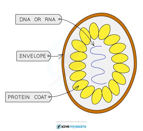 Pathogens Igcse Biology Revision Notes