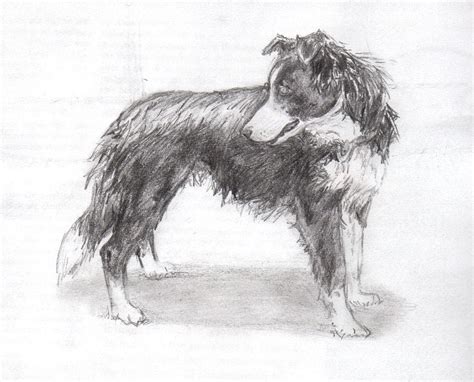 Border Collie Sketch By DontWannaMakeIt On DeviantArt