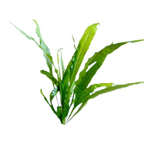 Java Fern Planted Tank Mates Java Fern Planted Tank Mates