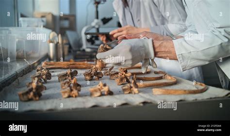 Two Archaeologists Work In Advanced Archaeological Lab Mature Scientist Shows Fossil Bones Of