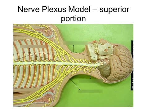 Brachial Plexus Model