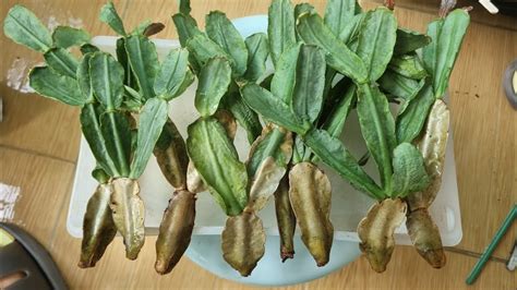 가재발선인장게발선인장삼목후 뿌리성장이 되지안아 이렇게 했어요 Youtube