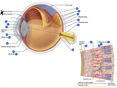 Practicle 3 Eye Internal Anatomy Flashcards Quizlet