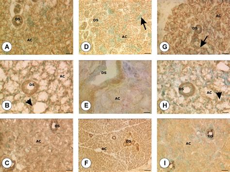 Sections Of Rat Submandibular Glands A D G Sublingual Gland B E